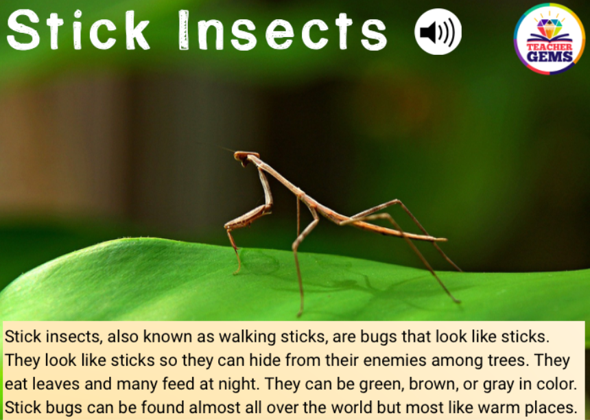 Insects Informational Passages Set 2 Boom Cards™ Distance Learning ...